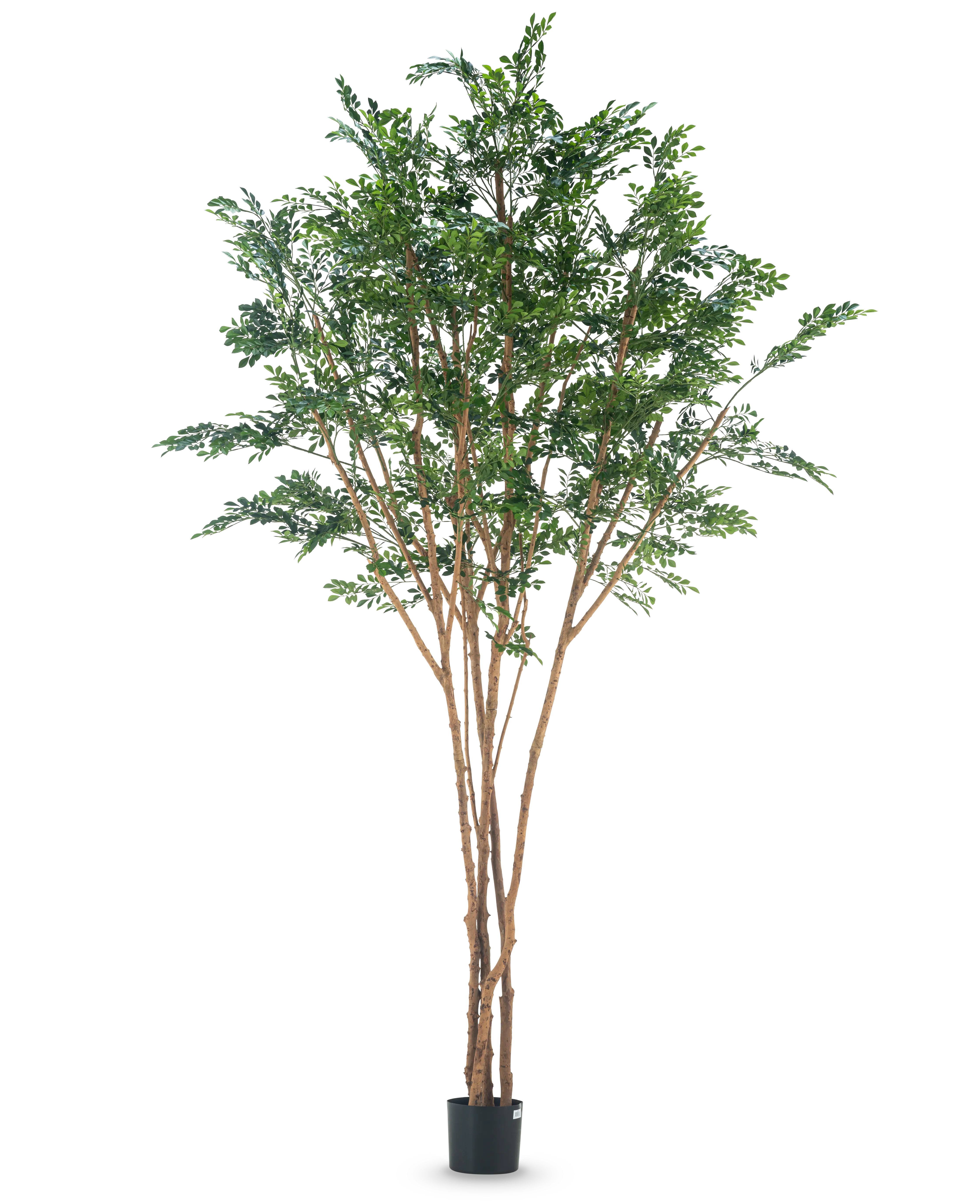 Kunstigt træ Murraya paniculata 300 cm – Ambiplants Danmark